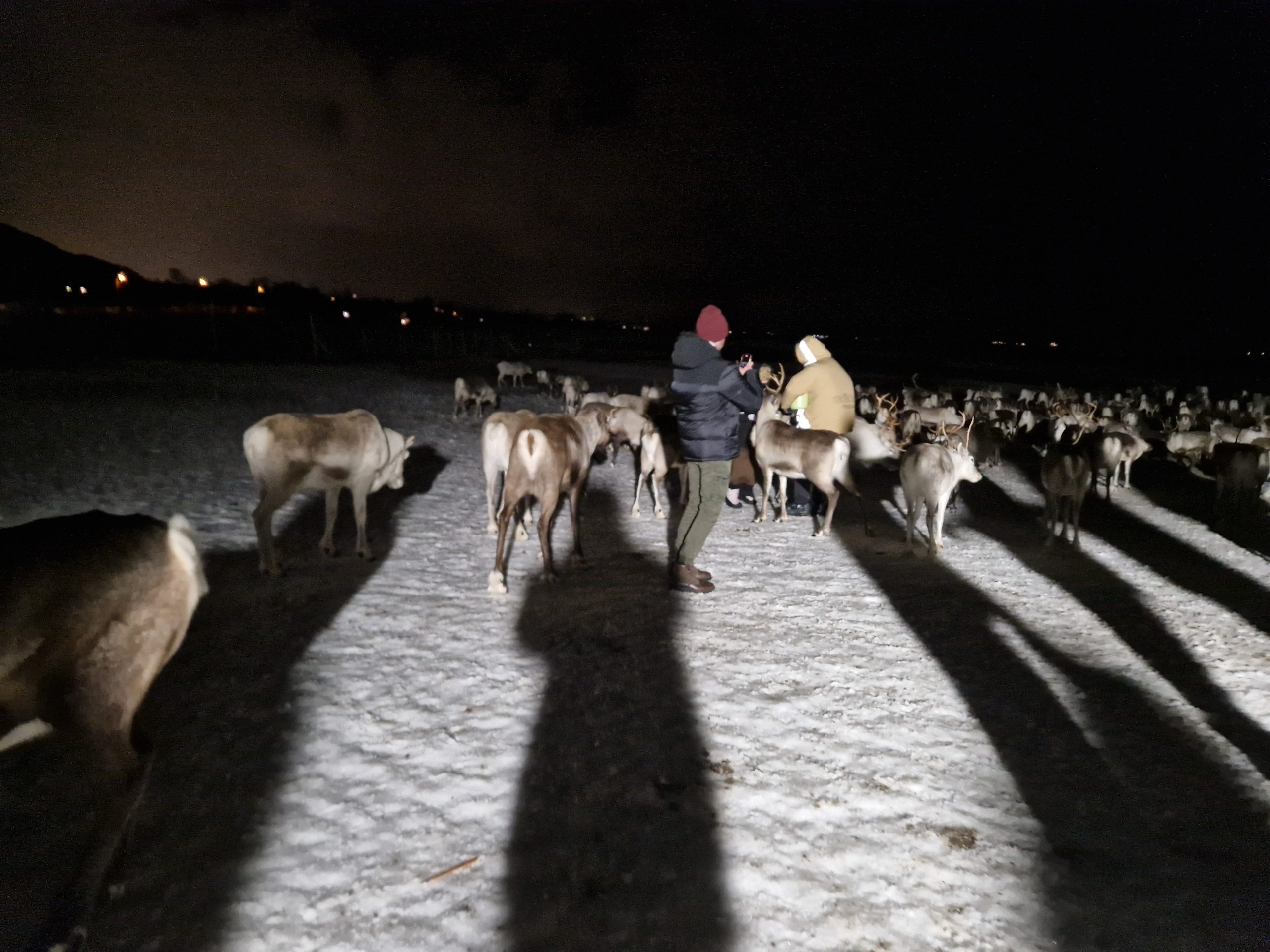 Feeding Reindeer and Learning about Sami Culture - Hello Tasia!